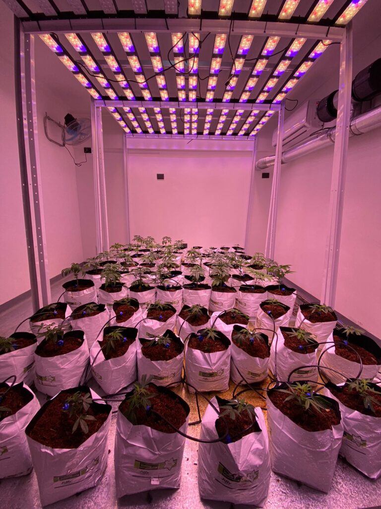 SUNSHINE 300 Luminaria Panel A Leds Full Espectro 300W Para Cultivo Indoor etapa Crecimiento y ...